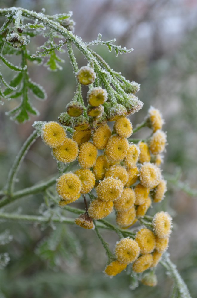 Ranný mrázik / LightAndAngels / SAShE.sk