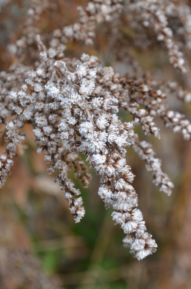 Ranný mrázik / LightAndAngels / SAShE.sk