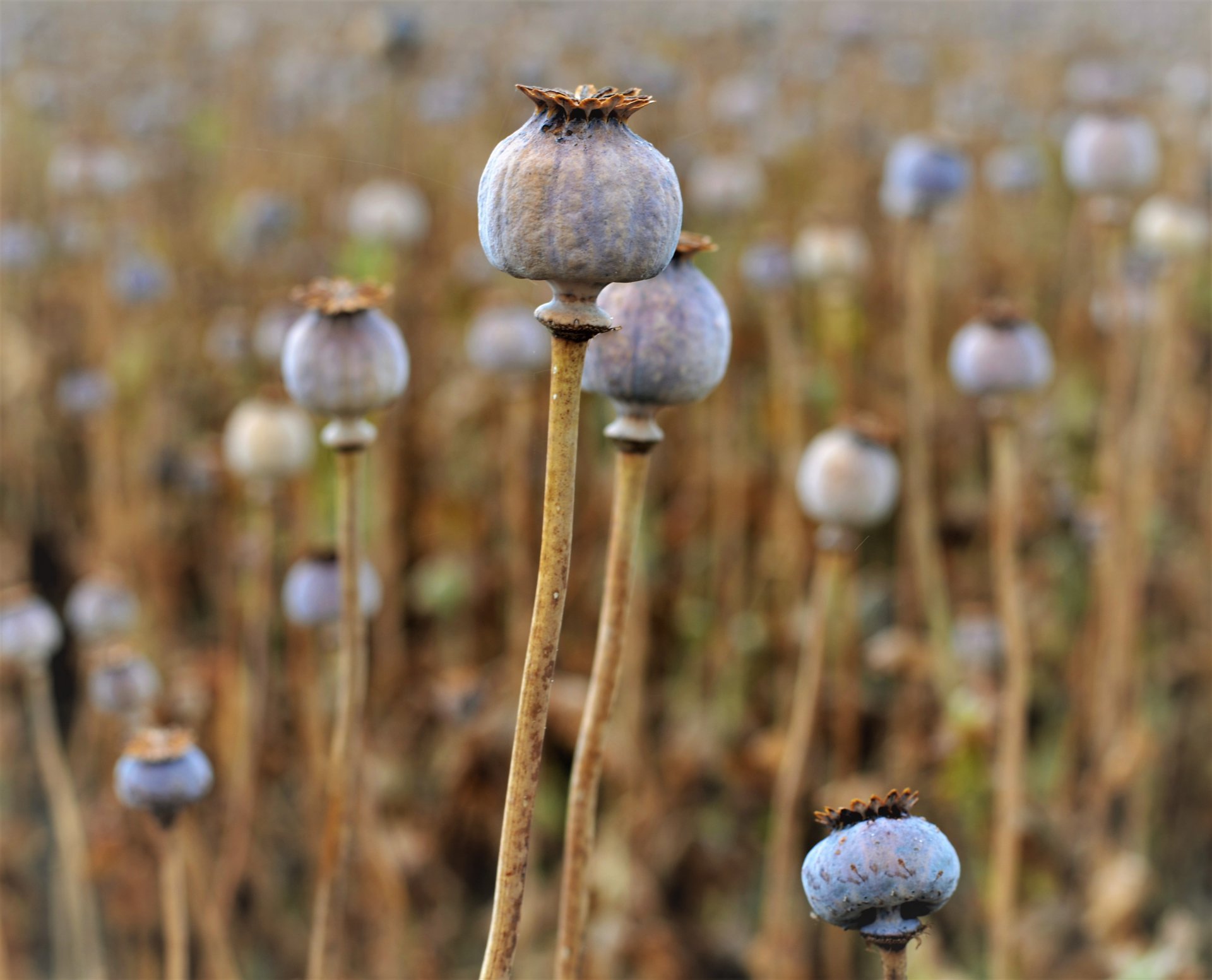 Mak, mak, makovička... / Creativite / SAShE.sk