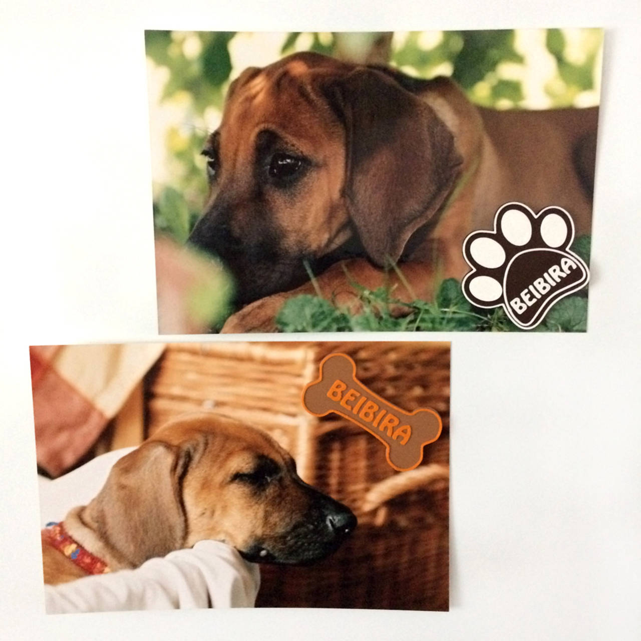 Magnetka labka s menom psa / layerica - SAShE.sk