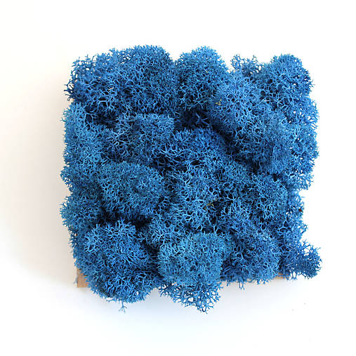 Blue moss / mosswalls - SAShE.sk
