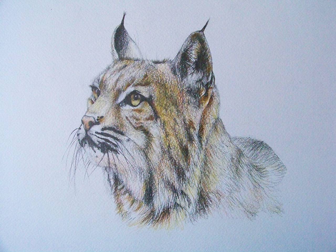 Kresba: Rys / akrymka - SAShE.sk