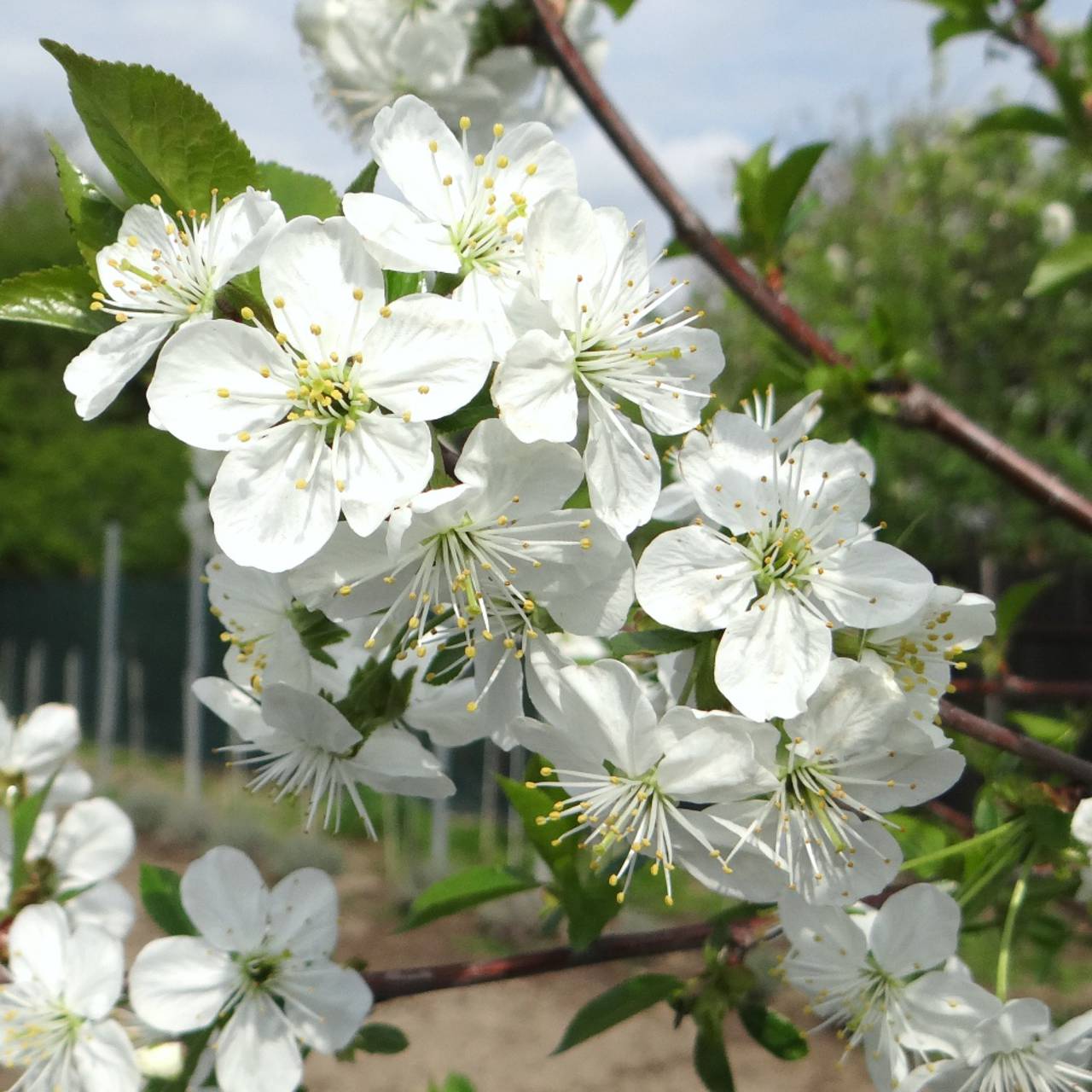 Višňa z vinohradu. / Vinutko - SAShE.sk