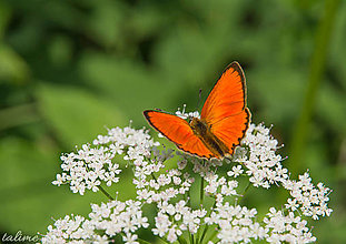 professional dreamer - talime / SAShE.sk