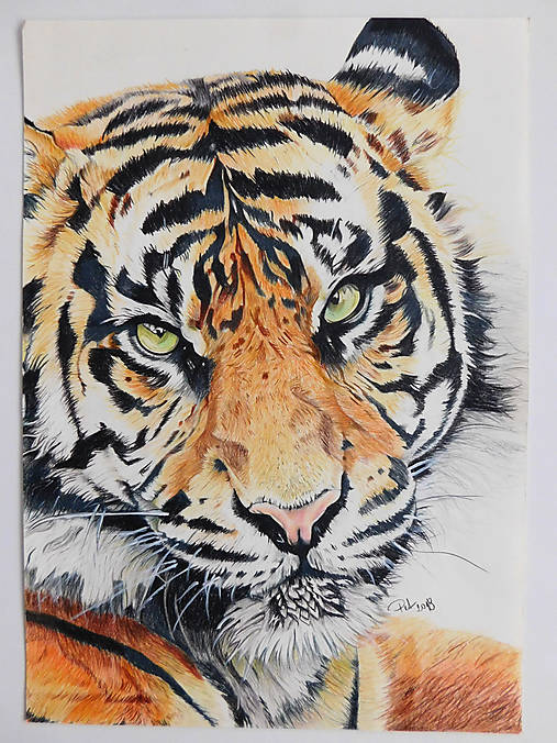 Farebná kresba Tiger / BlackVelvet - SAShE.sk