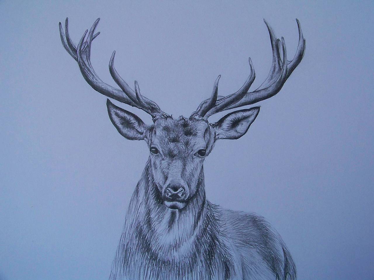 Kresba: Jeleň / Lesaum - SAShE.sk