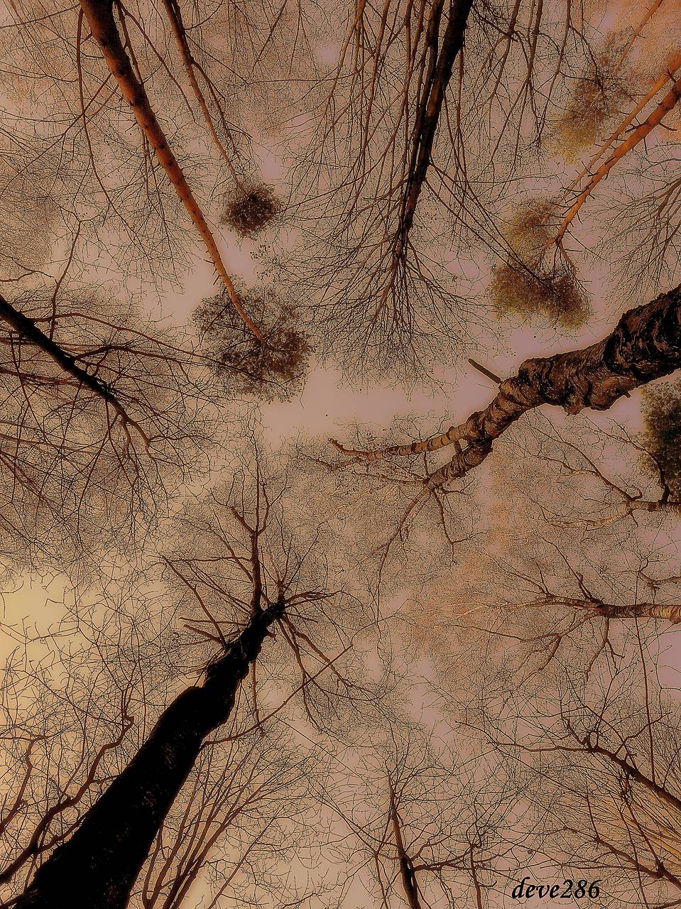 Les v Nebi / deve286 - SAShE.sk