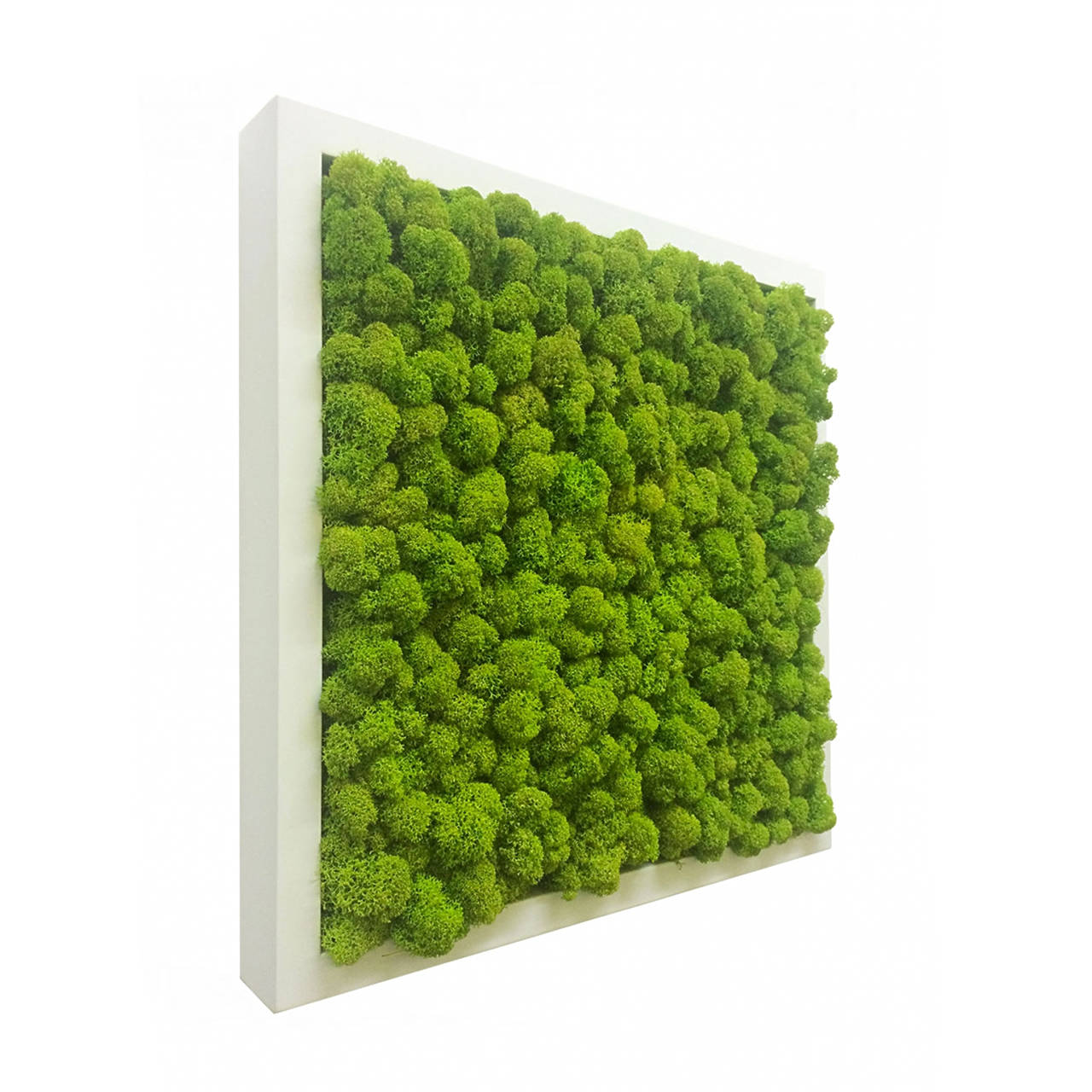 Machový obraz z islandského machu (60x60cm) / MossLife - SAShE.sk