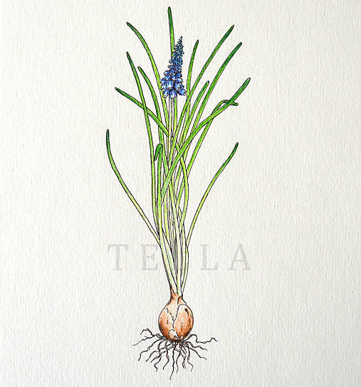 Modrica - originál / TELLA - SAShE.sk