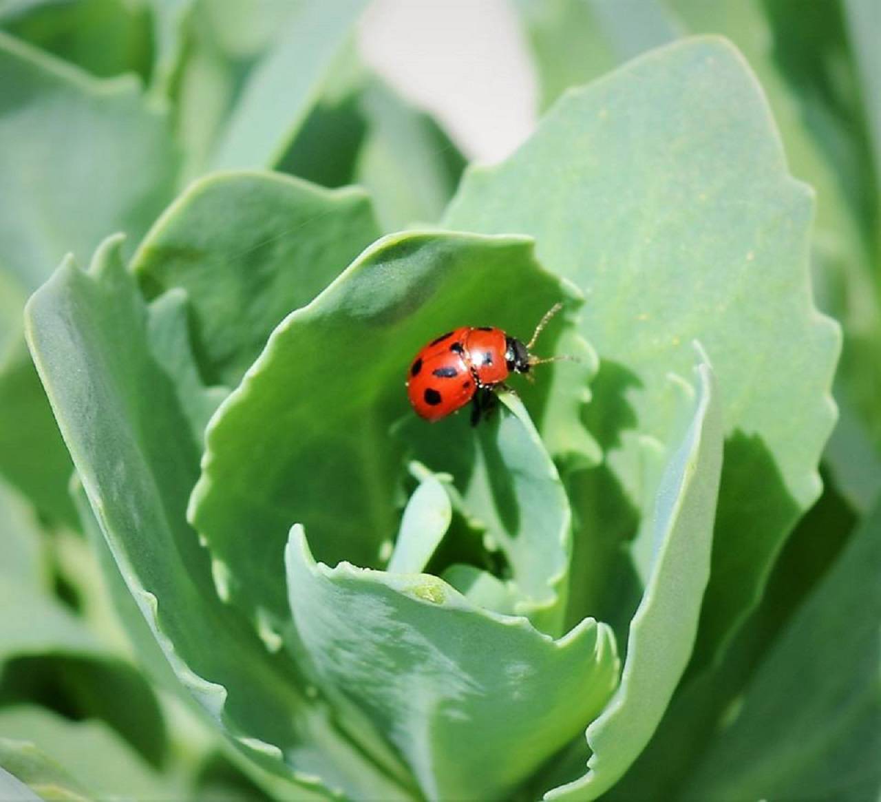 Lienka / Creativite - SAShE.sk