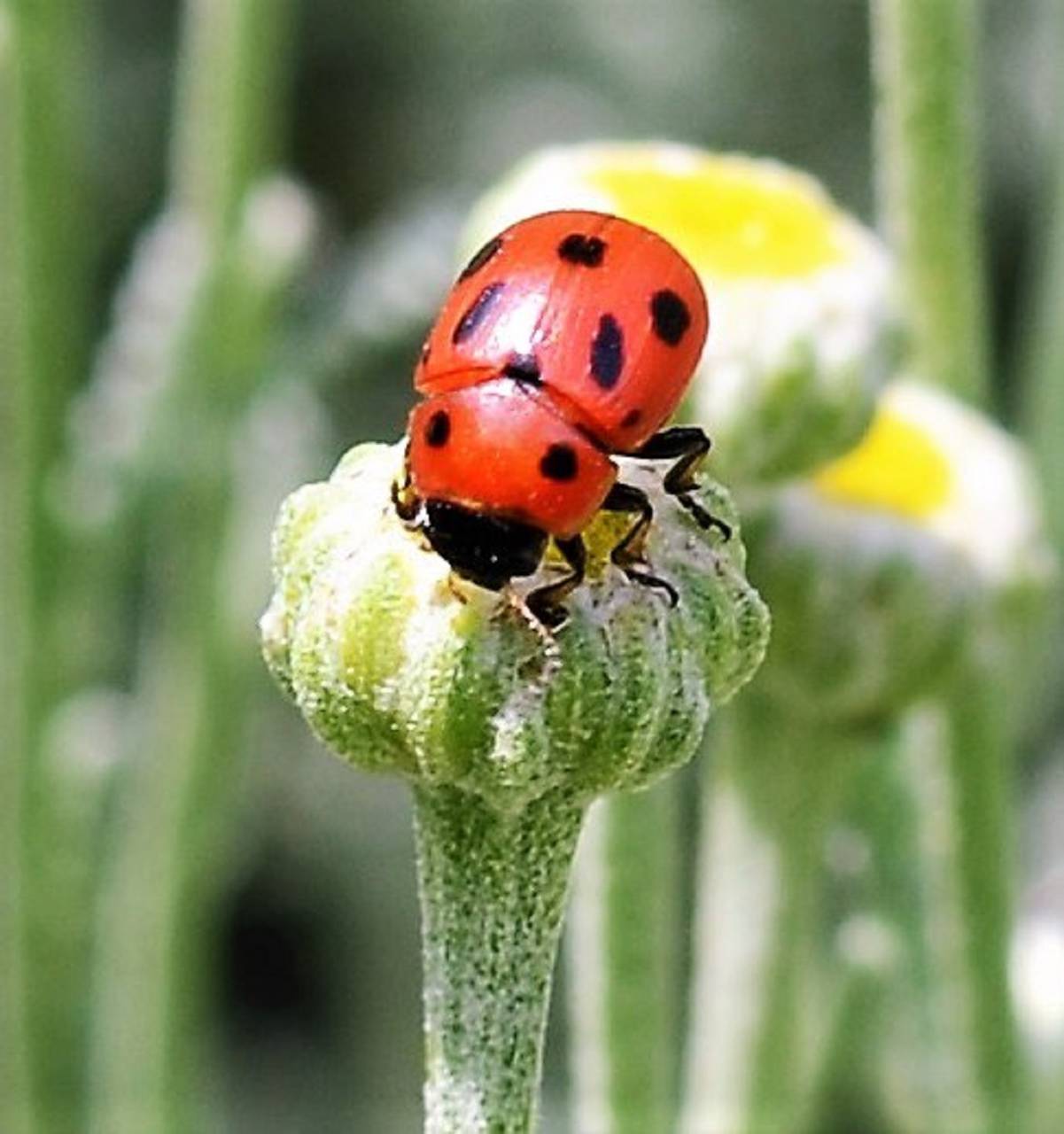 Lienka I. / Creativite - SAShE.sk