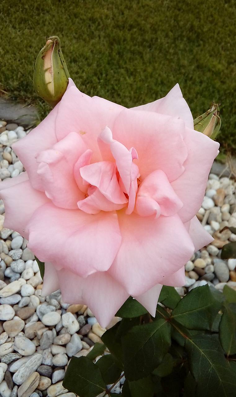 Fotografia ruža / Baranova - SAShE.sk