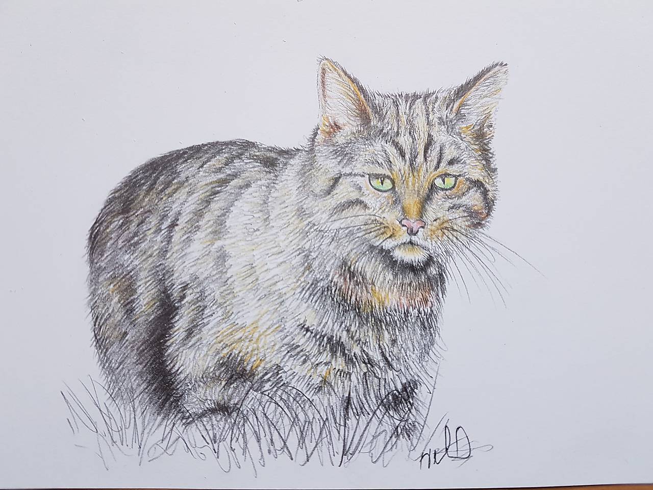Kresba:Mačka divá / akrymka - SAShE.sk