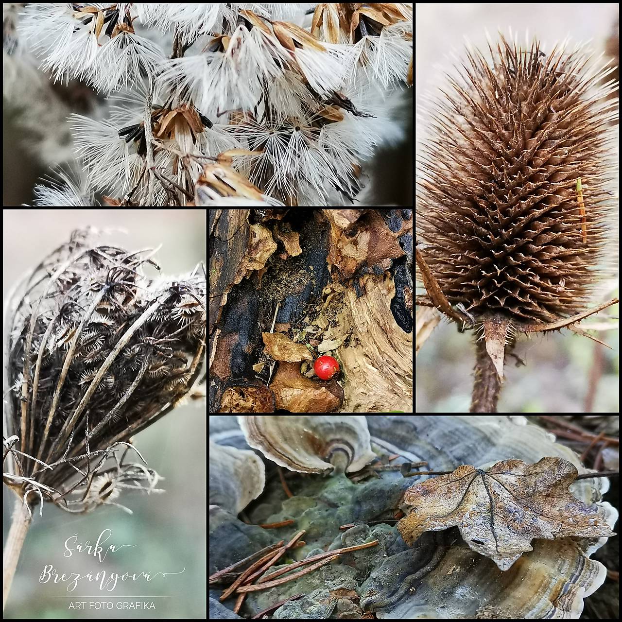 DETAILY Z JESENE poster 30x30cm / SarkaBrezanyova - SAShE.sk