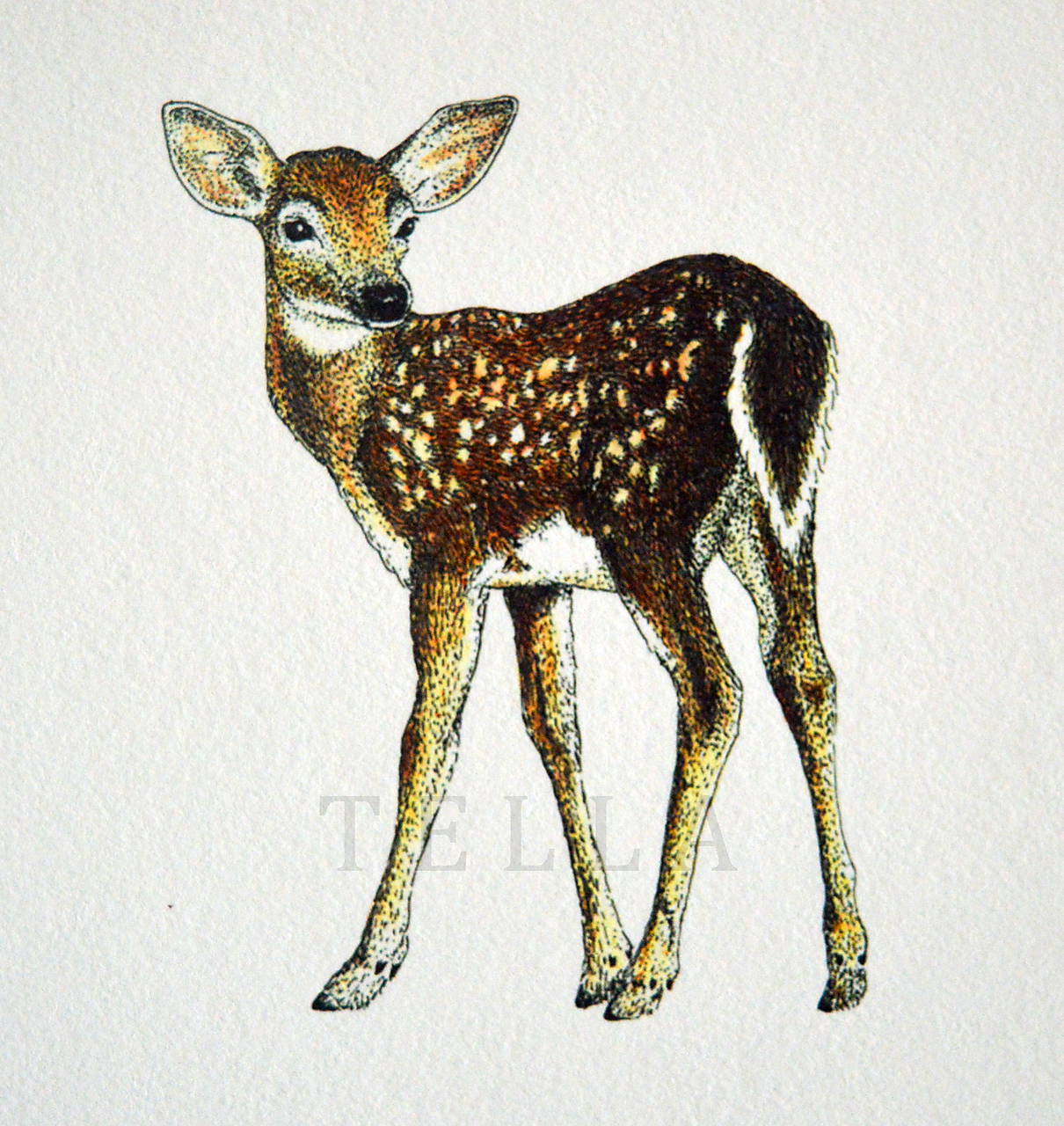 Koloušek v barvách - vel. A4 / TELLA - SAShE.sk