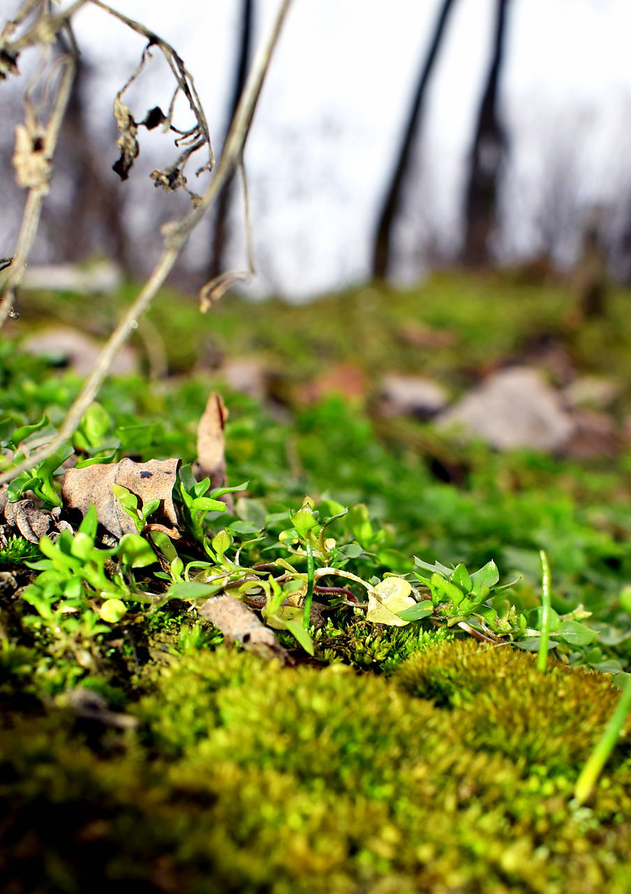 Zimný mach III. / mirijam - SAShE.sk