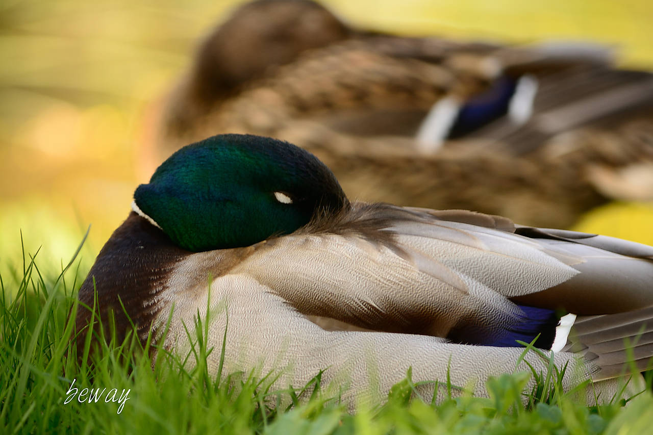 Kačky / beway - SAShE.sk