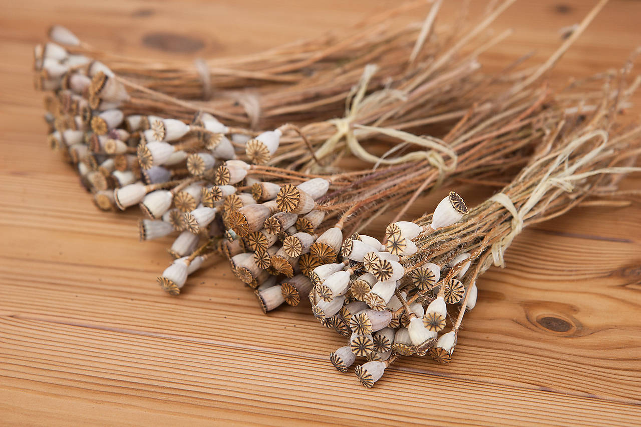 Sušené kvety, plody (vlčí mak) / SalixAlba - SAShE.sk