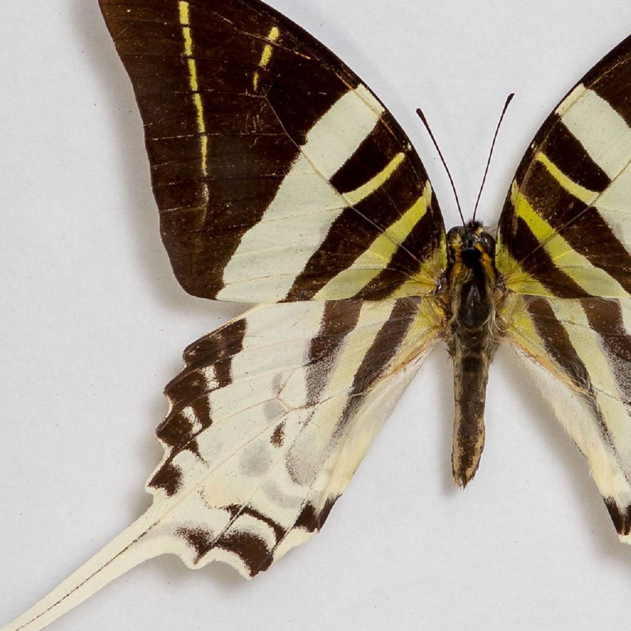 Vidlochvost Graphium androcles v rámčeku (Morený (čerešňa)) / vitarium ...