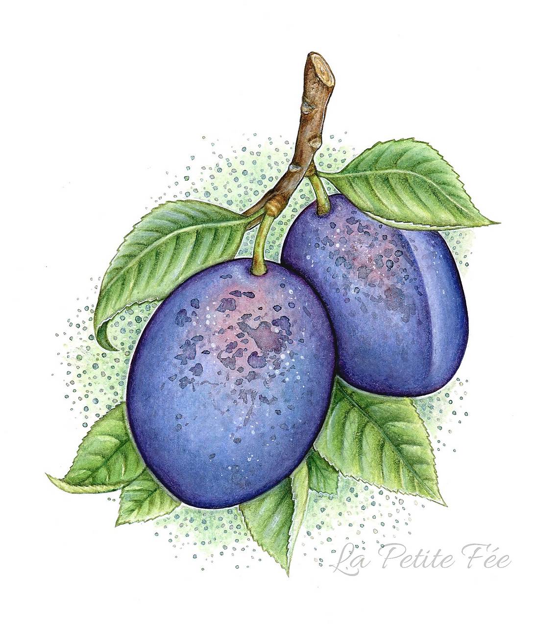 Ovocie - reprodukcia (mini) (Slivky) / LaPetiteFee - SAShE.sk