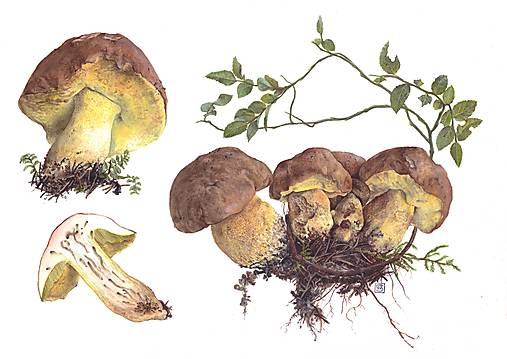 Obraz botanická Ilustrácia (Butyriboletus appendiculatus), print / R ...
