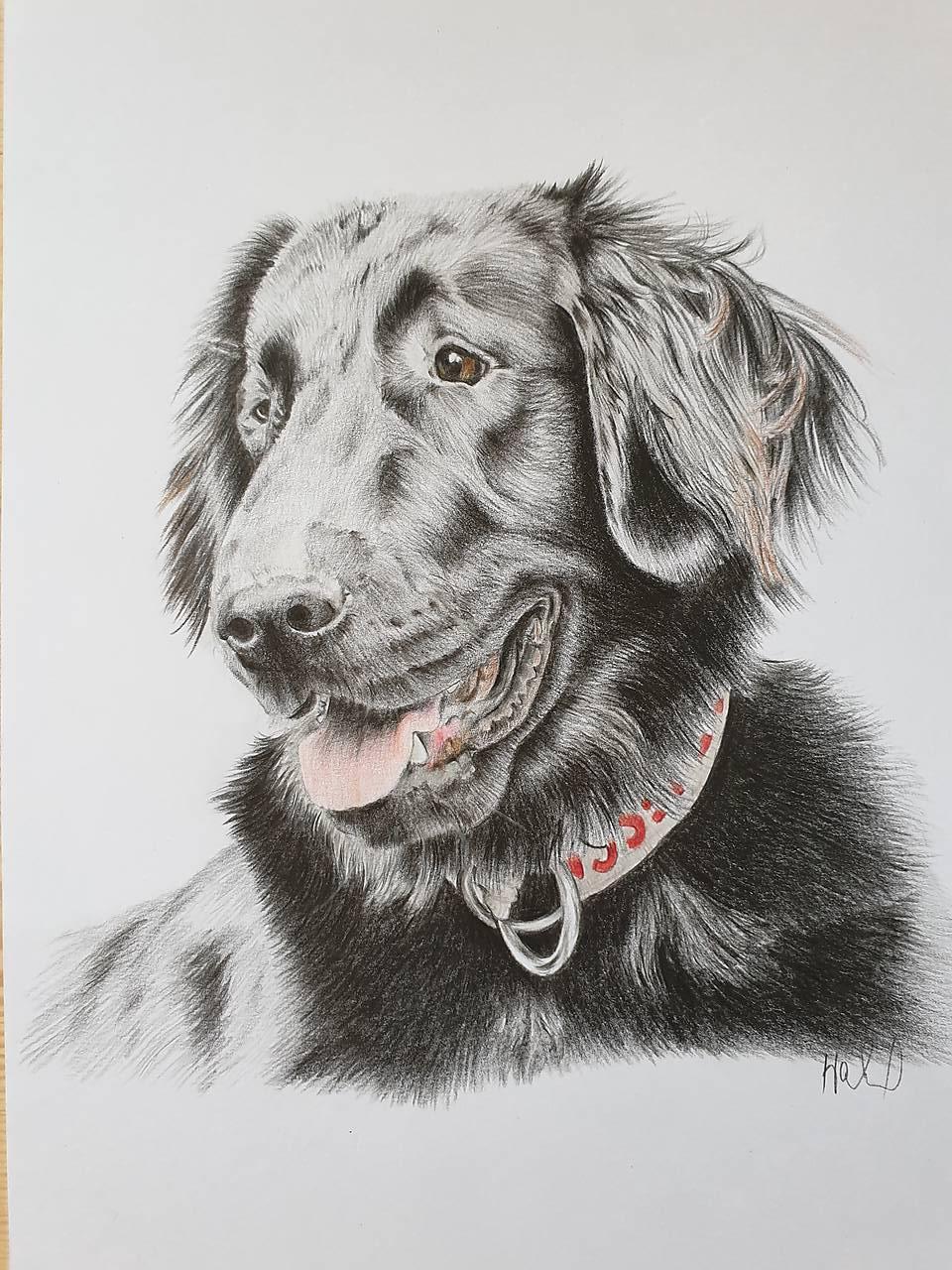 Kresba na zákazku Psík / Lesaum - SAShE.sk