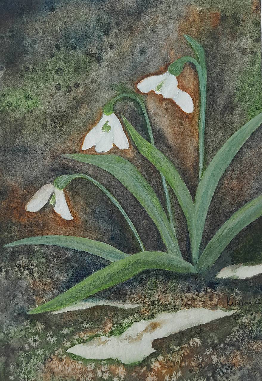 Akvarel Snežienky / Jul.paints - SAShE.sk - Handmade Obrazy