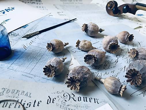 Makovice – veľké I / ForestWhimsy - SAShE.sk