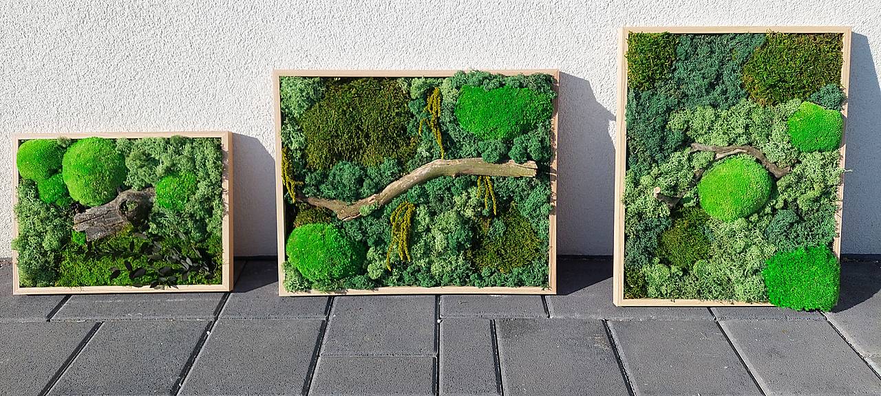 Machový obraz ( ihneď k odoslaniu) / Pemoss - SAShE.sk