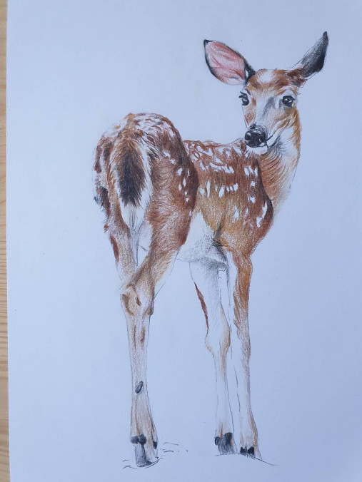 Kresba -Srnka / akrymka - SAShE.sk