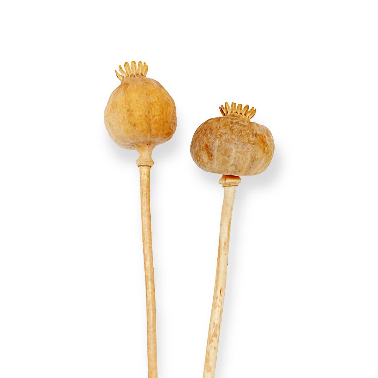 Sušená makovica veľká H34300 / Gizeme_kreativ - SAShE.sk