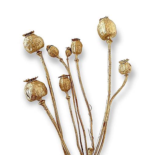 Sušená makovica malá zlatá H91326 / Gizeme_kreativ - SAShE.sk