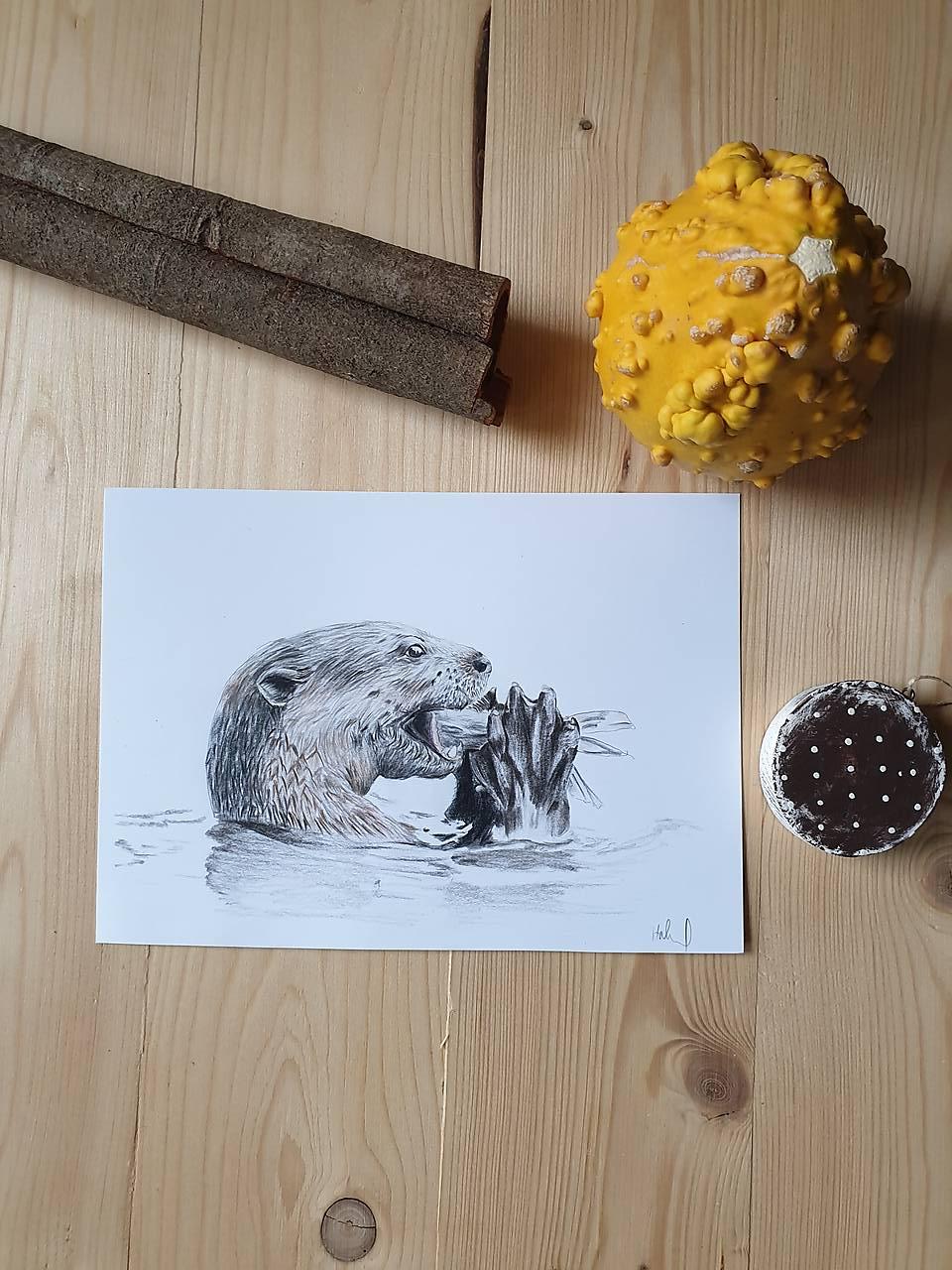 Kresba: Vydra / akrymka - SAShE.sk