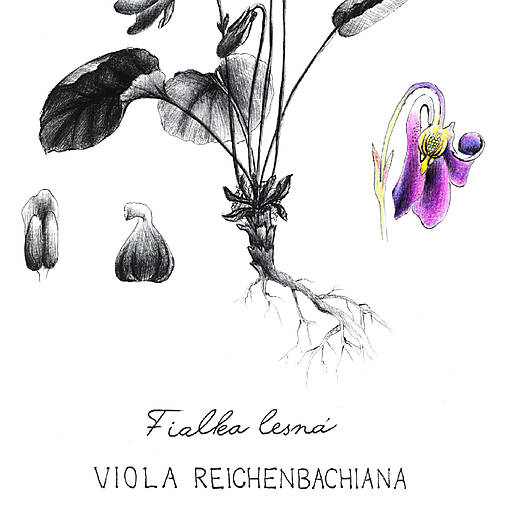 Fialka lesná - Print I Botanická ilustrácia / Gratiola - SAShE.sk