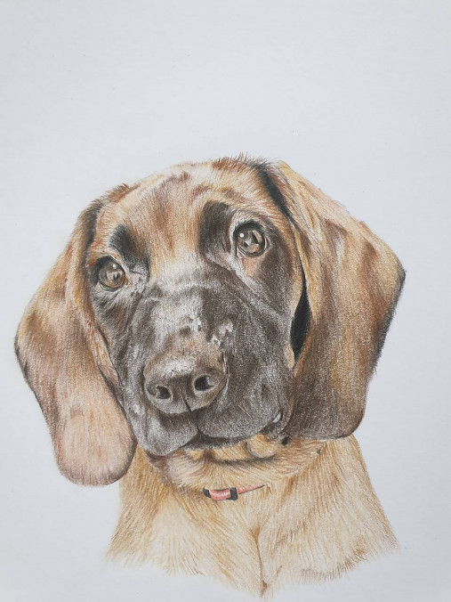 Kresba na zákazku Psík / Lesaum - SAShE.sk