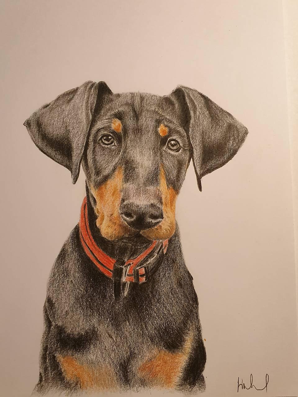 Kresba na zákazku Psík / Lesaum - SAShE.sk