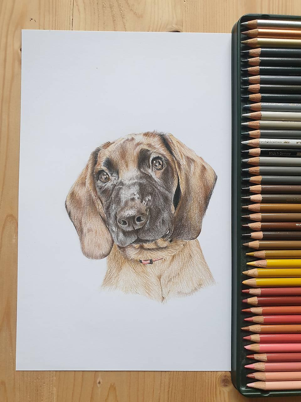 Kresba na zákazku Psík / Lesaum - SAShE.sk