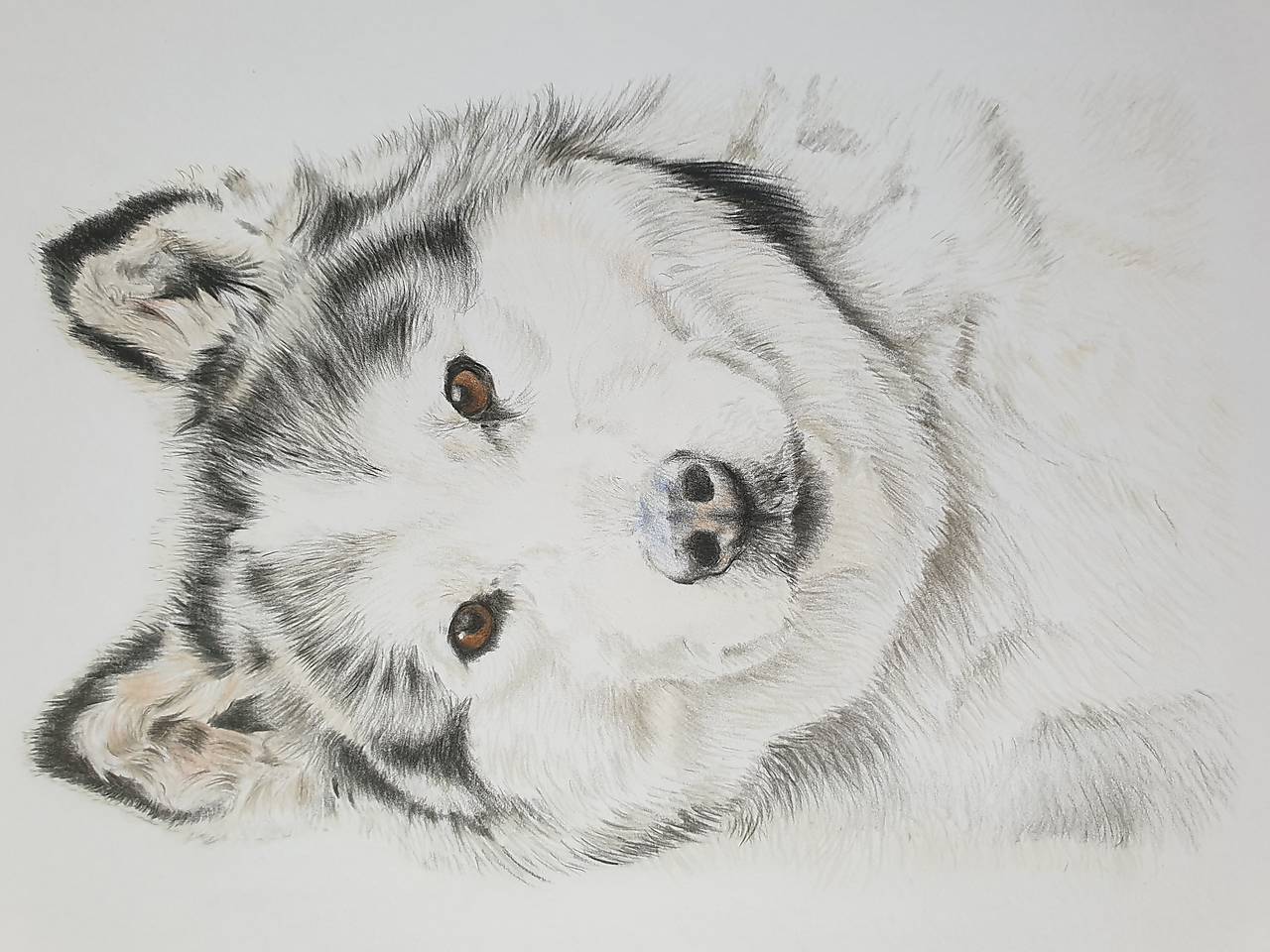 Kresba na zákazku Psík / Lesaum - SAShE.sk