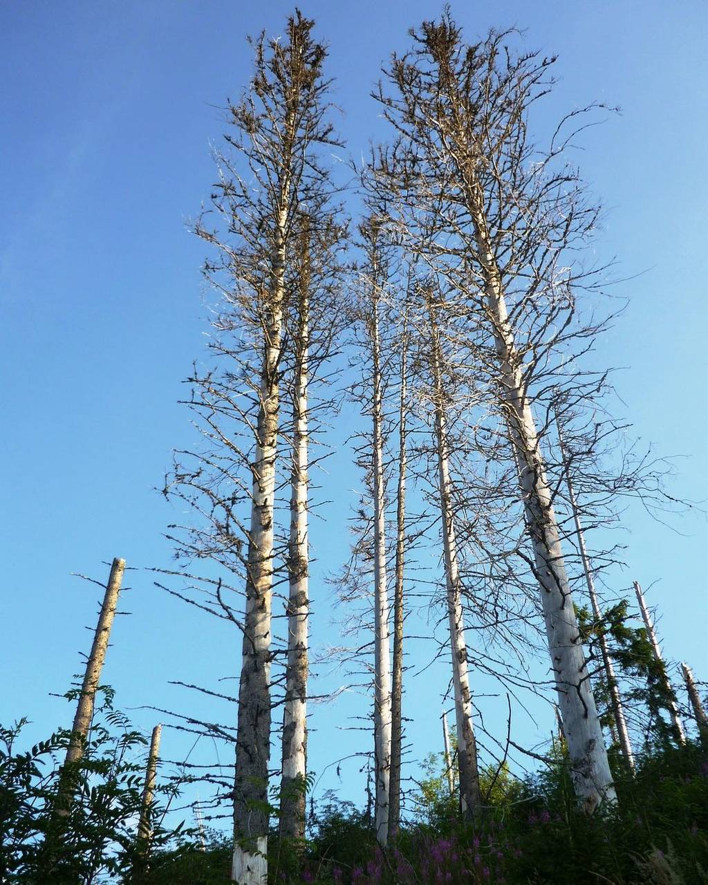 Stromy_4 / PH_foto - SAShE.sk