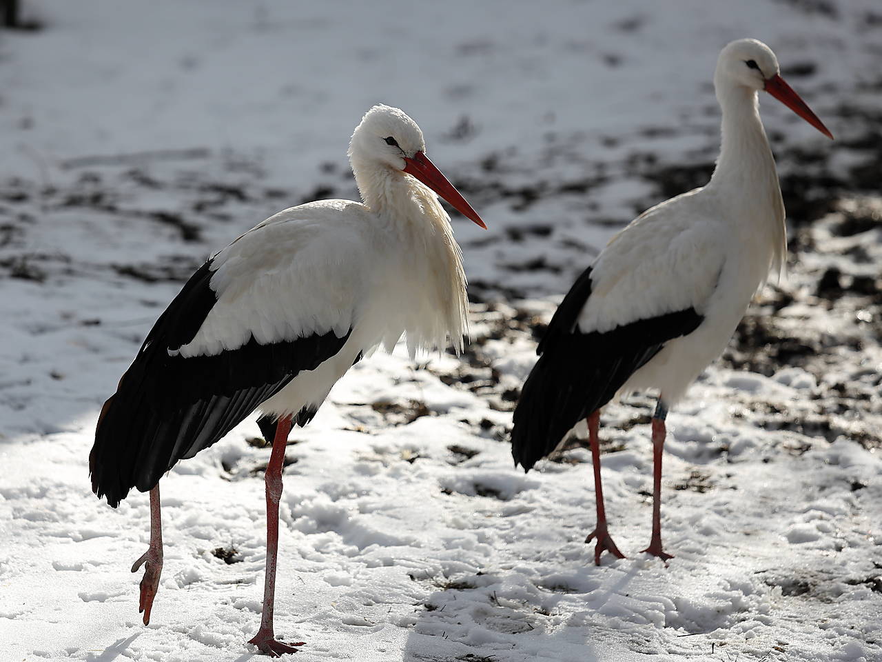 že vraj nosia deti :) / MCFoto - SAShE.sk - Handmade Fotografie