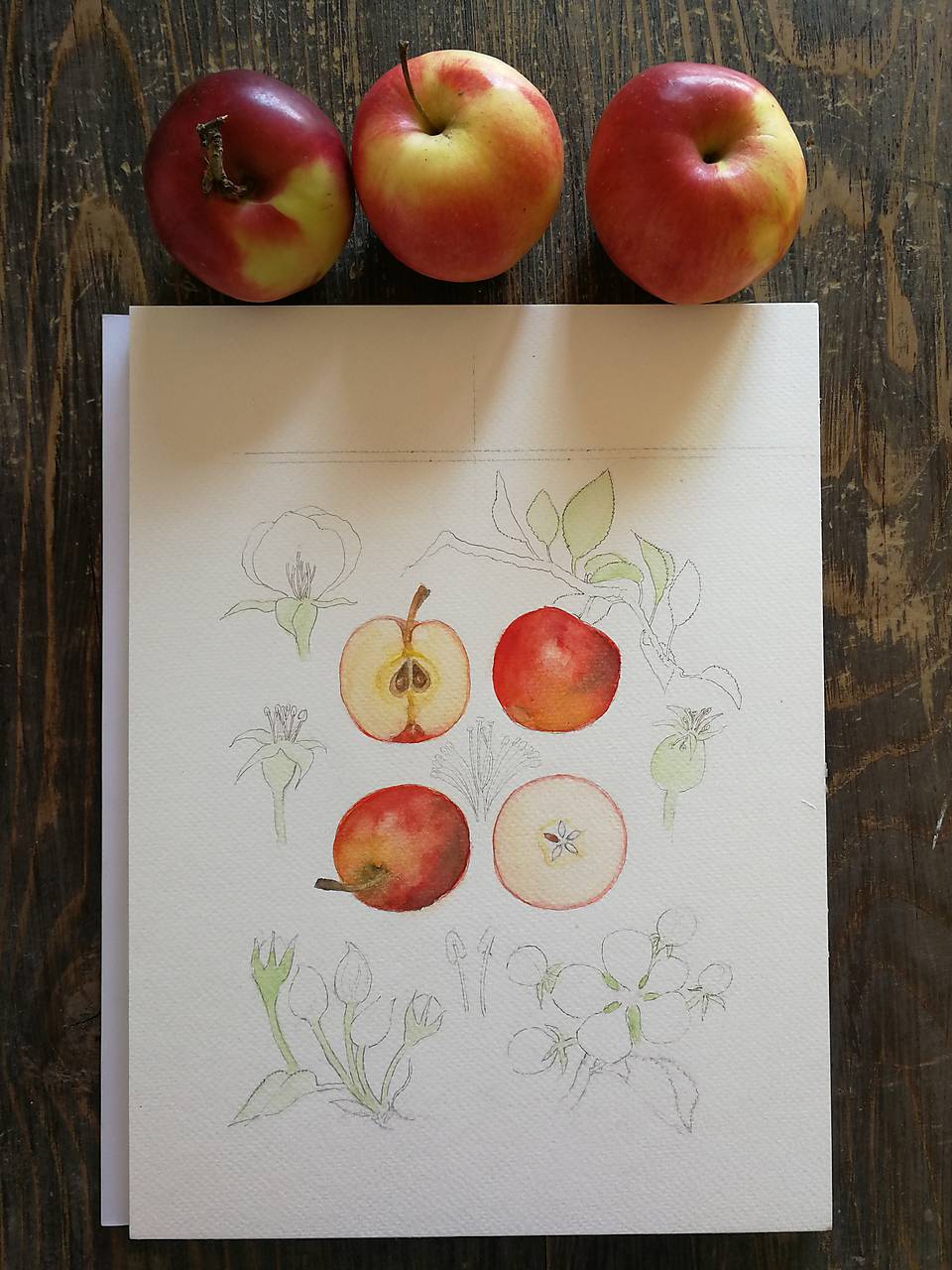 Obraz Jablko (Pyrus Malus) / miu - SAShE.sk
