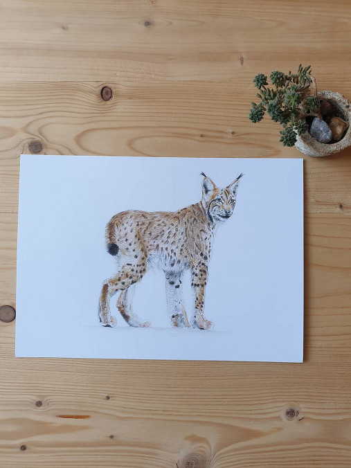 Kresba - Rys ostrovid / Lesaum - SAShE.sk