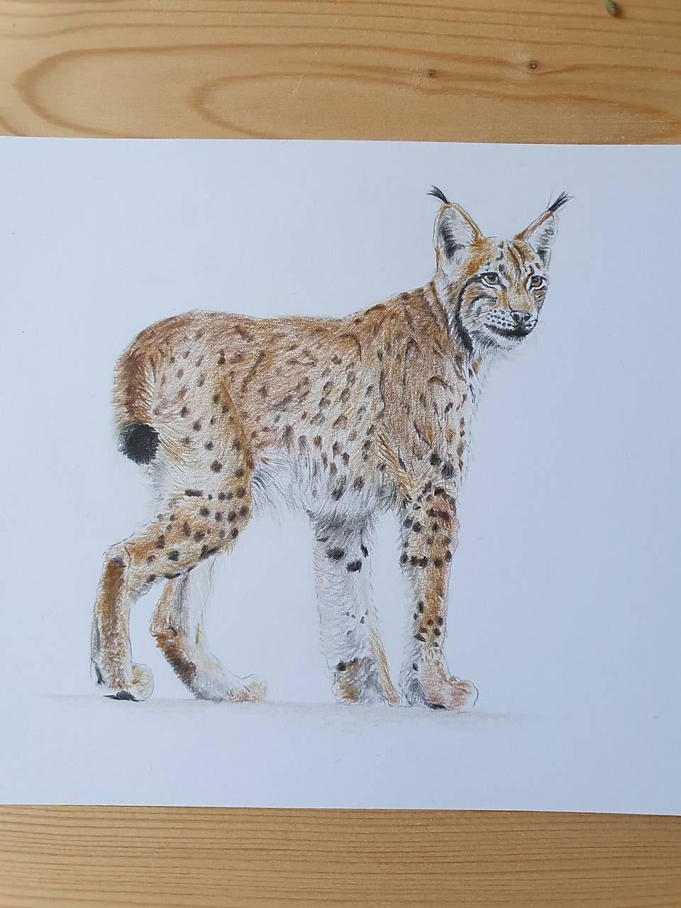 Kresba - Rys ostrovid / Lesaum - SAShE.sk