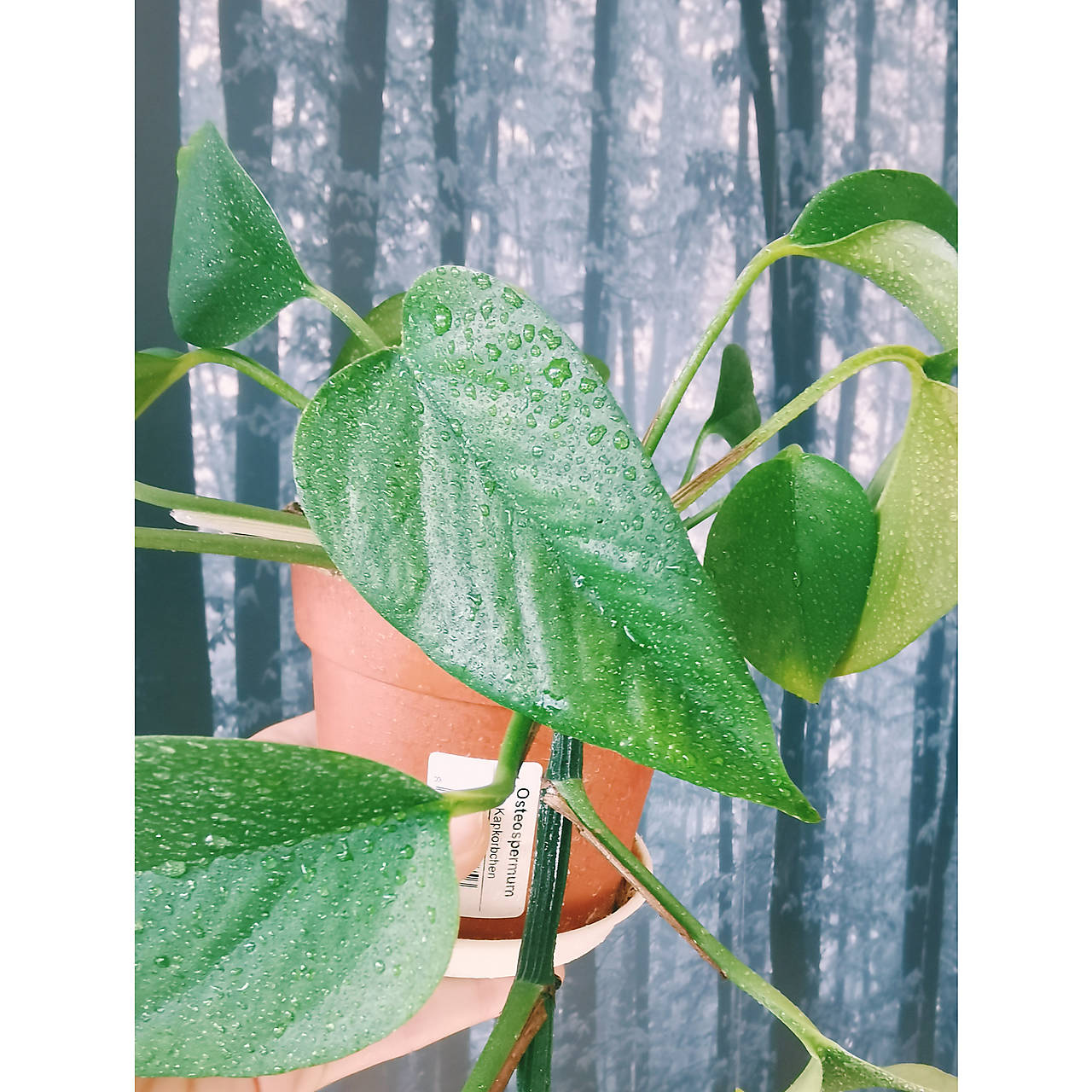 Epipremnum Jade / Florelle - SAShE.sk