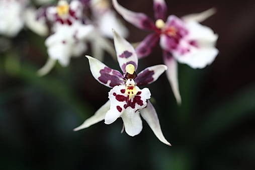 Orchidea IV. / MCFoto - SAShE.sk