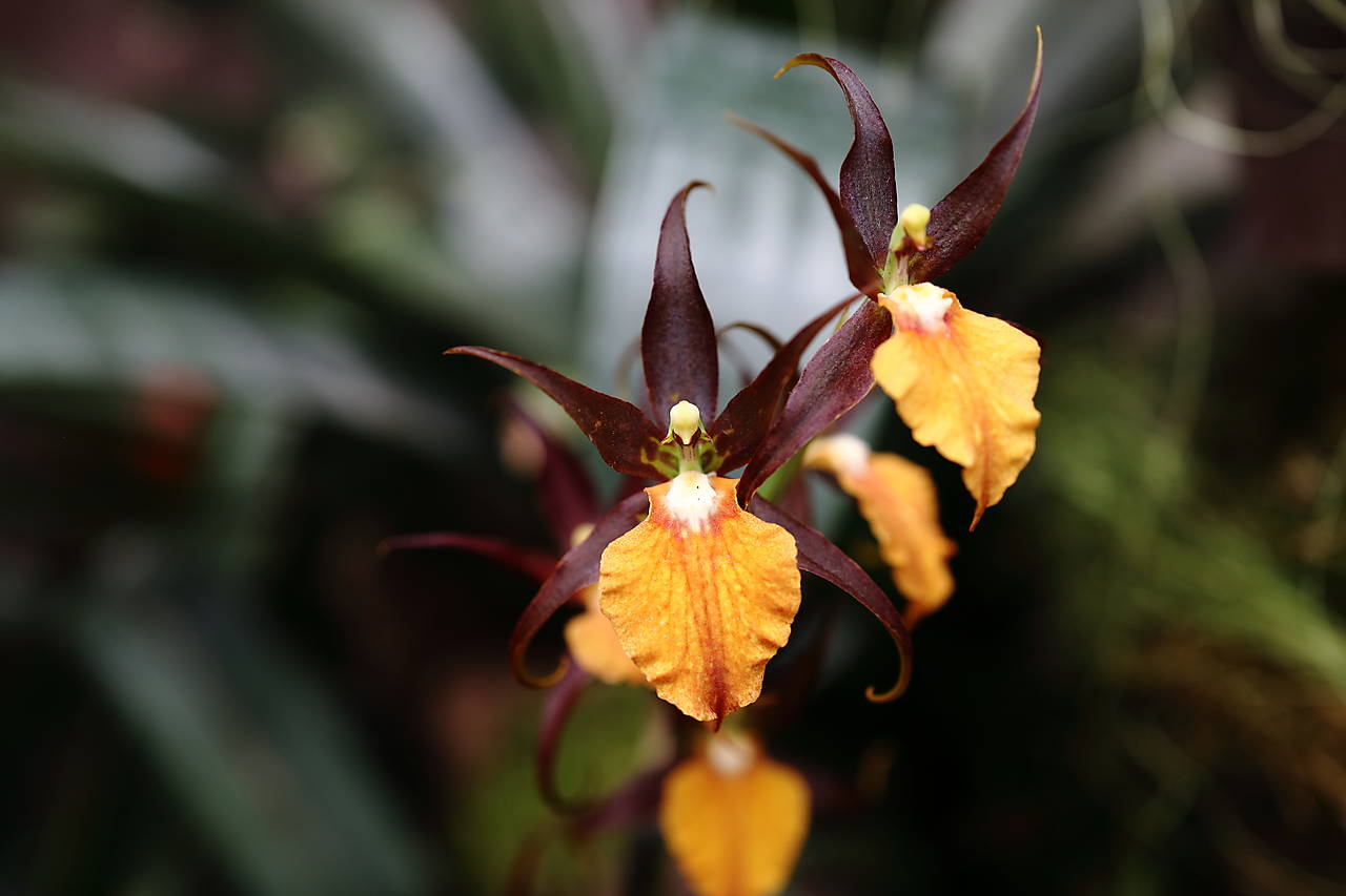 Orchidea XXI. / MCFoto - SAShE.sk