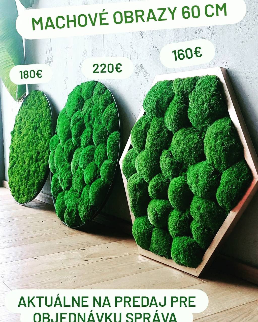 Machové OBRAZY 60 cm ( pre konkrétny poprosím správu) / Pemoss - SAShE.sk