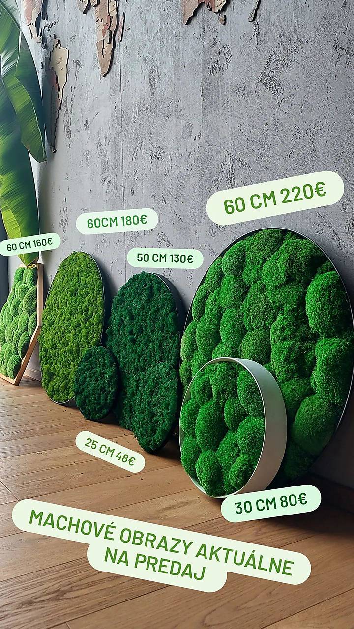 Machové OBRAZY 60 cm ( pre konkrétny poprosím správu) / Pemoss - SAShE.sk