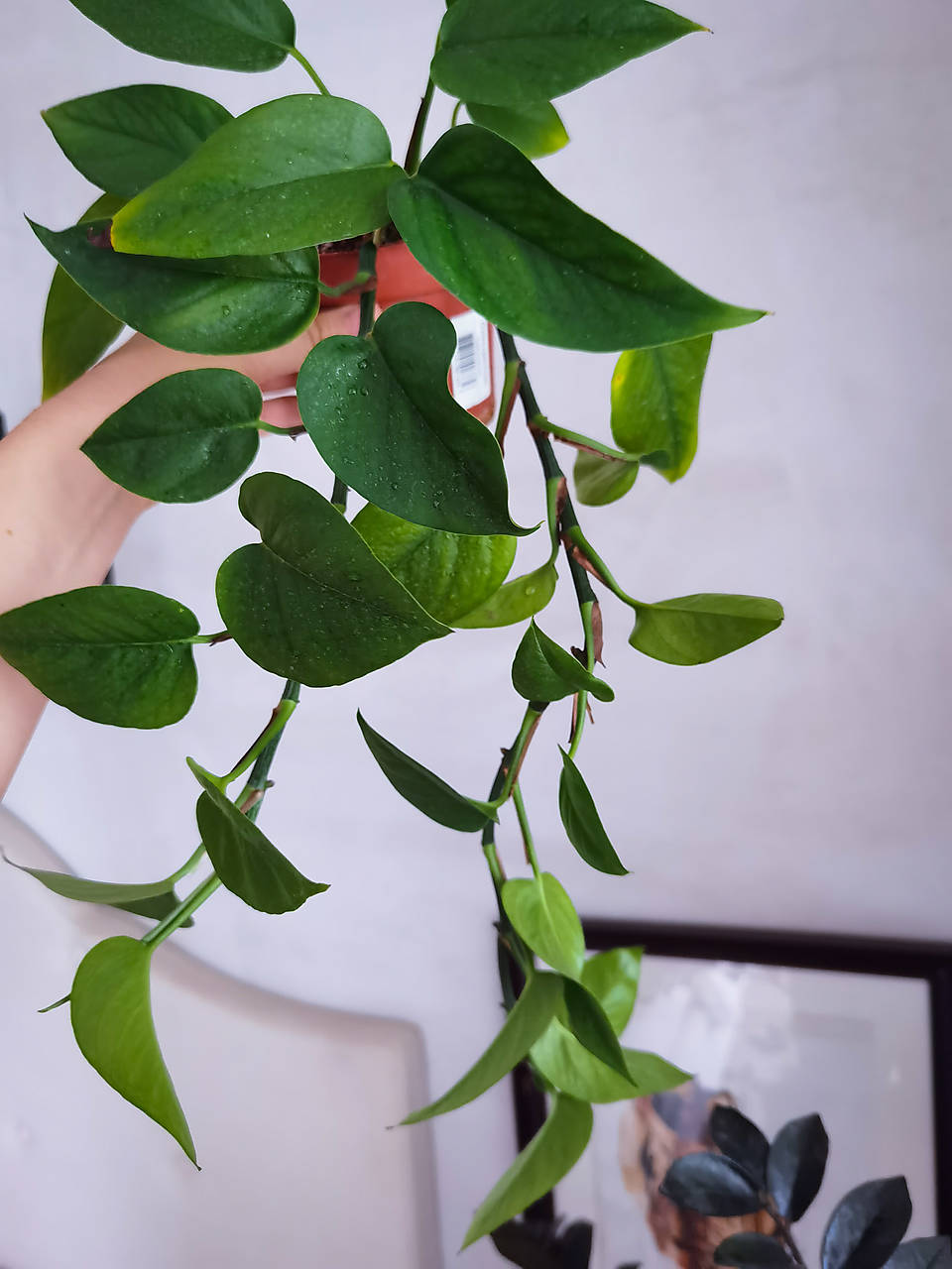 Epipremnum Jade / Florelle - SAShE.sk