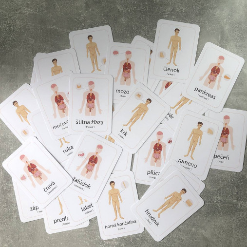 Náučné kartičky Ľudské telo / Prints-from-Love - SAShE.sk